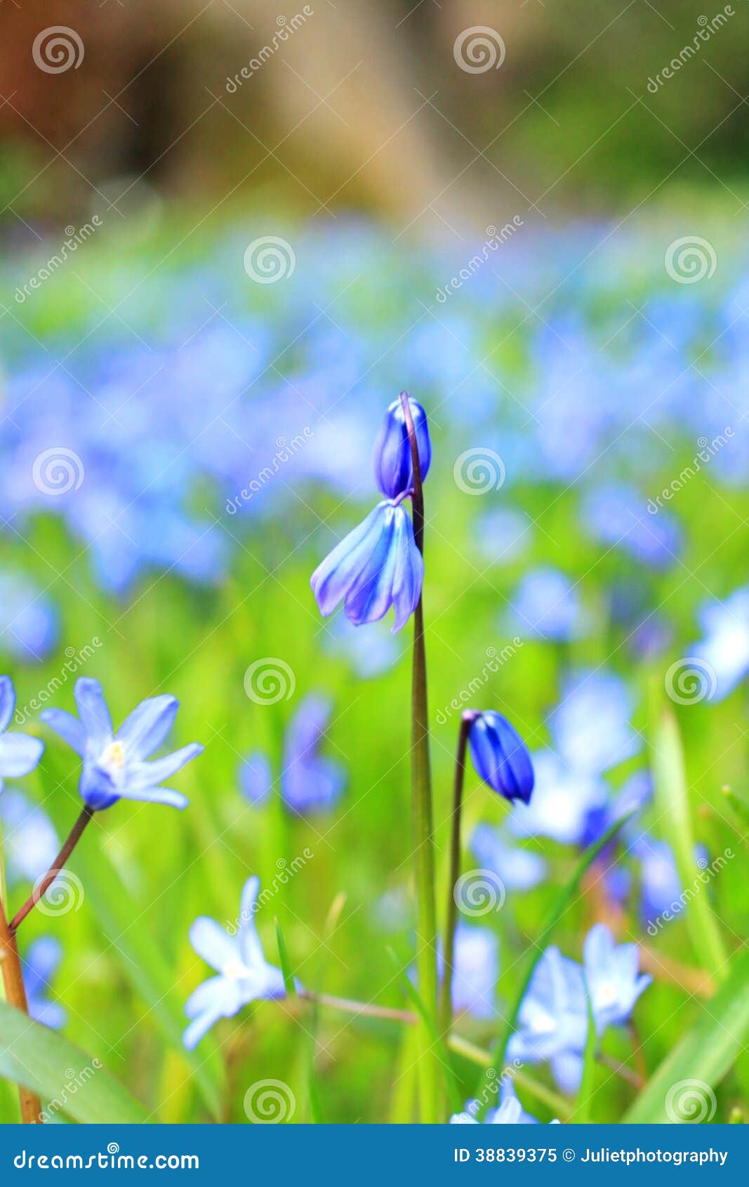 Beautiful, Blue, Spring Scilla Flowers Stock Image - Image of scenic ...