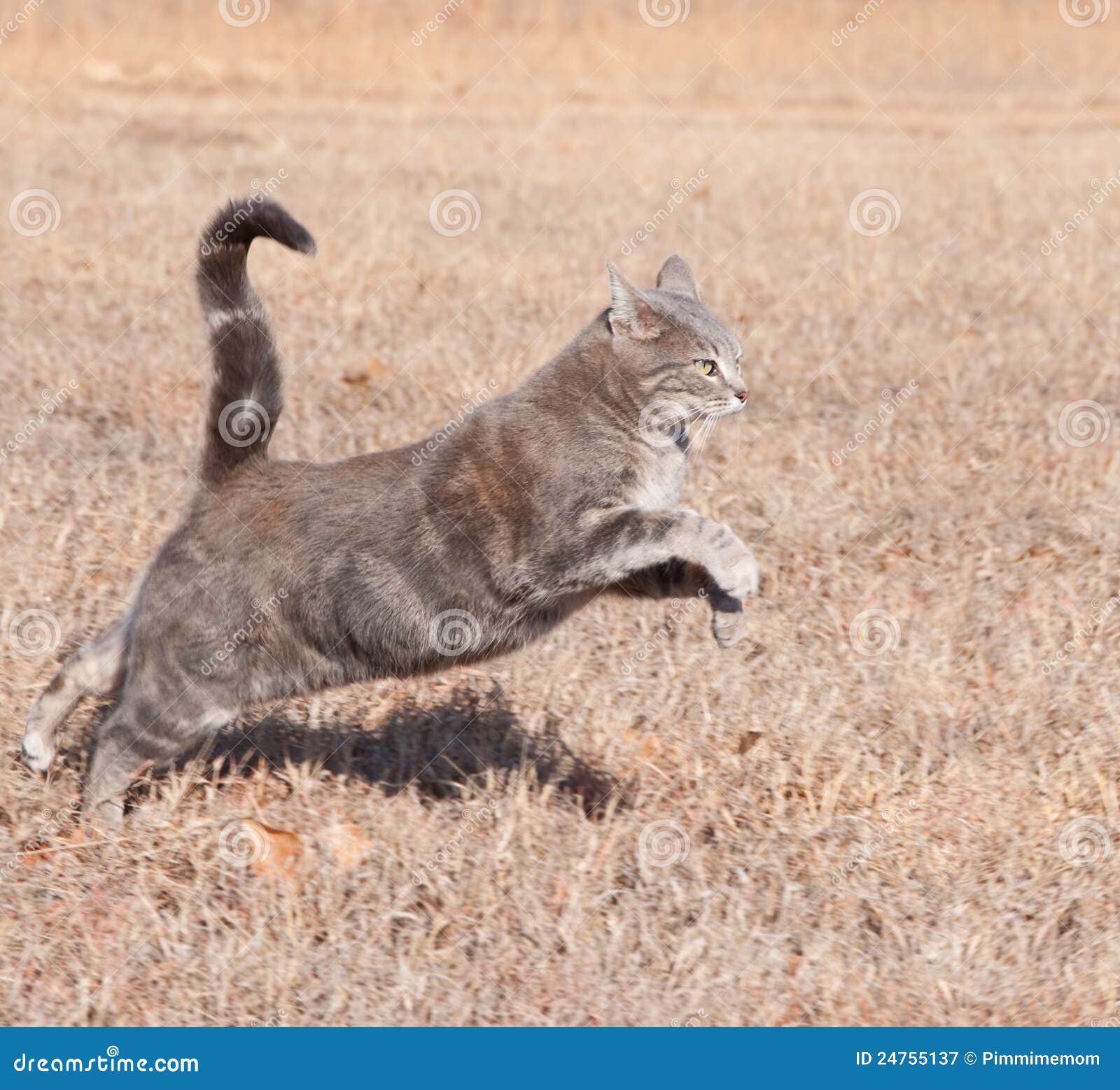 Cat Leaping