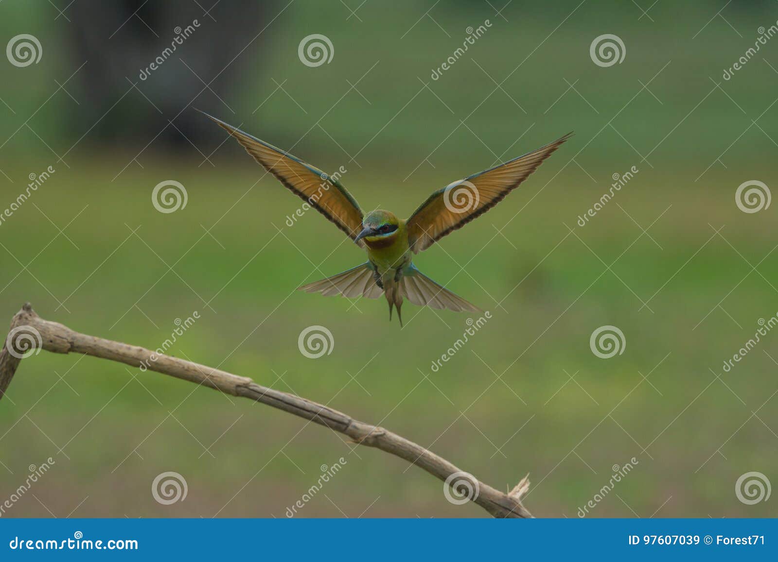 Beautiful Blue Tailed Bee Eater Flying Stock Image - Image of beautiful ...
