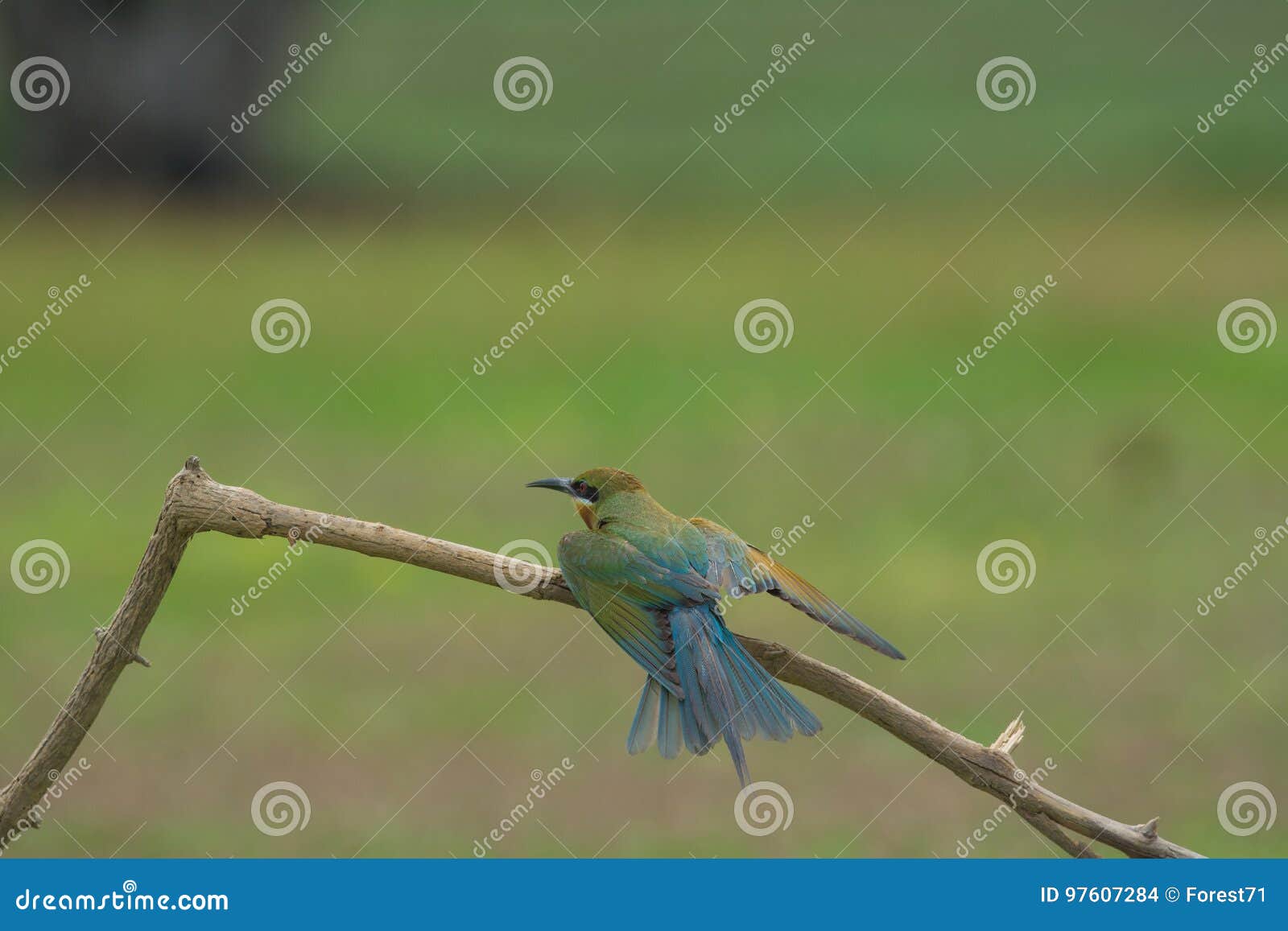 Beautiful Blue Tailed Bee Eater Flying Stock Photo - Image of animal ...