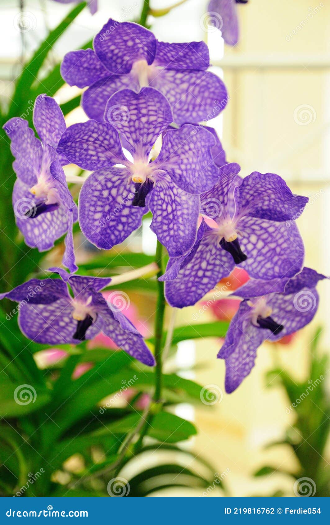 Blue Vanda Vanda Coerulea stock photo. Image of plant - 219816762