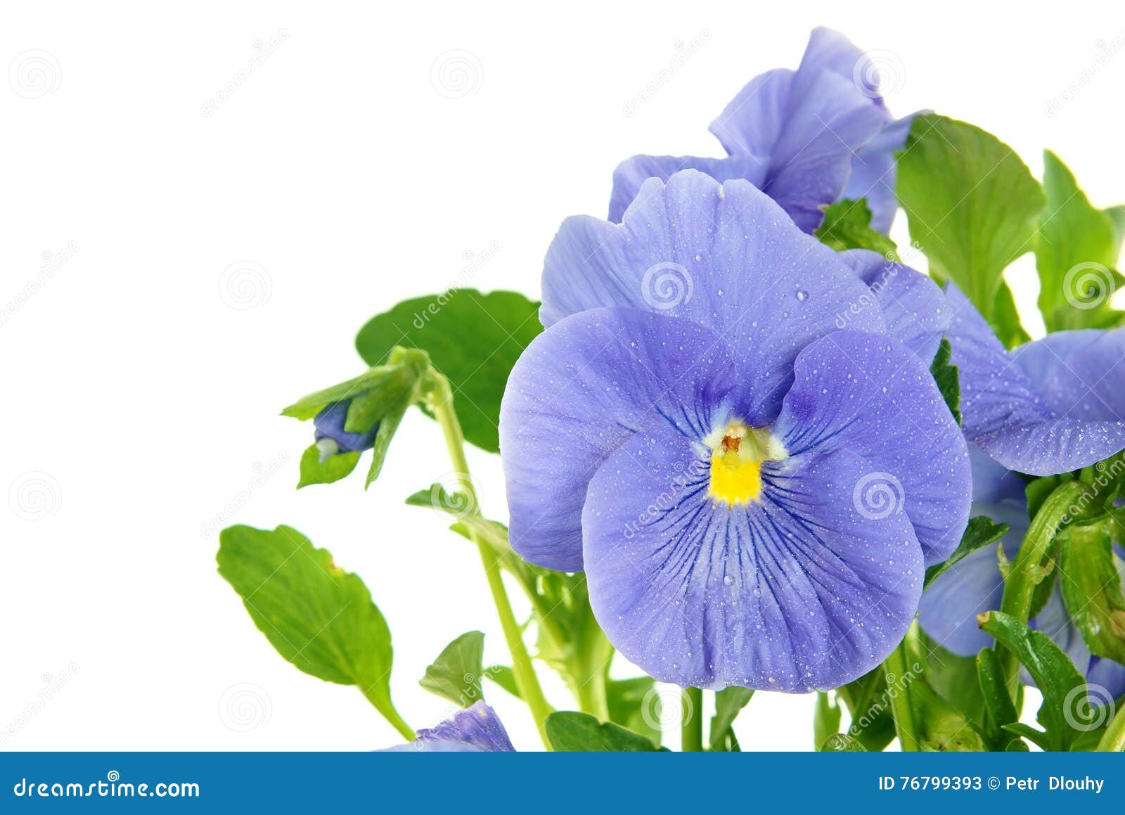 Beautiful blue viola stock image. Image of closeup, viola - 76799393