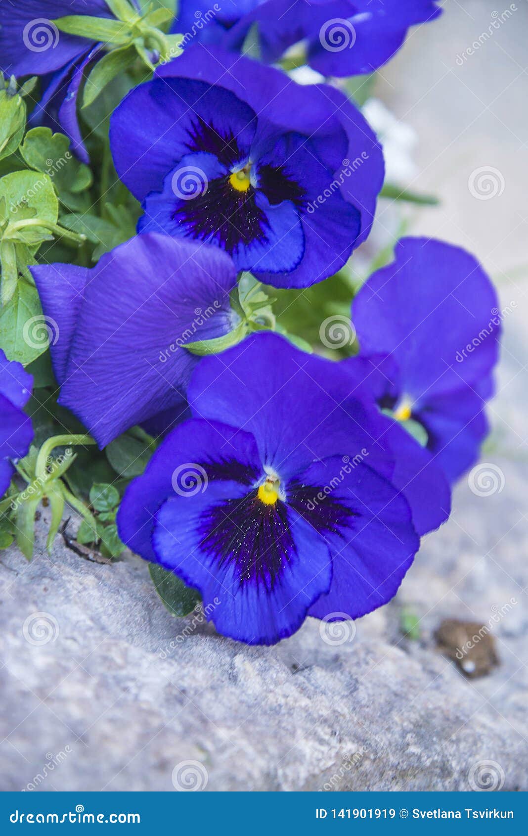 Beautiful Blue Violets Flowers Stock Image - Image of violet, beautiful ...