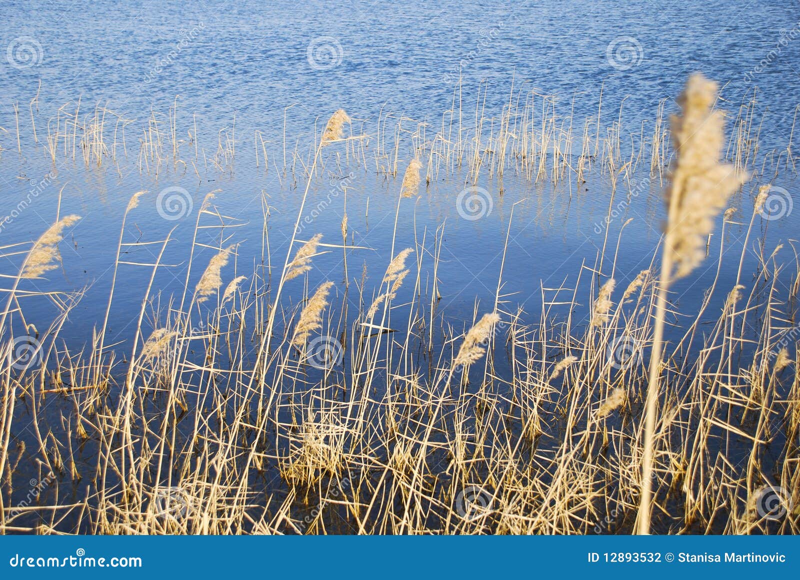 Beautiful blue water lake stock photo. Image of calm - 12893532