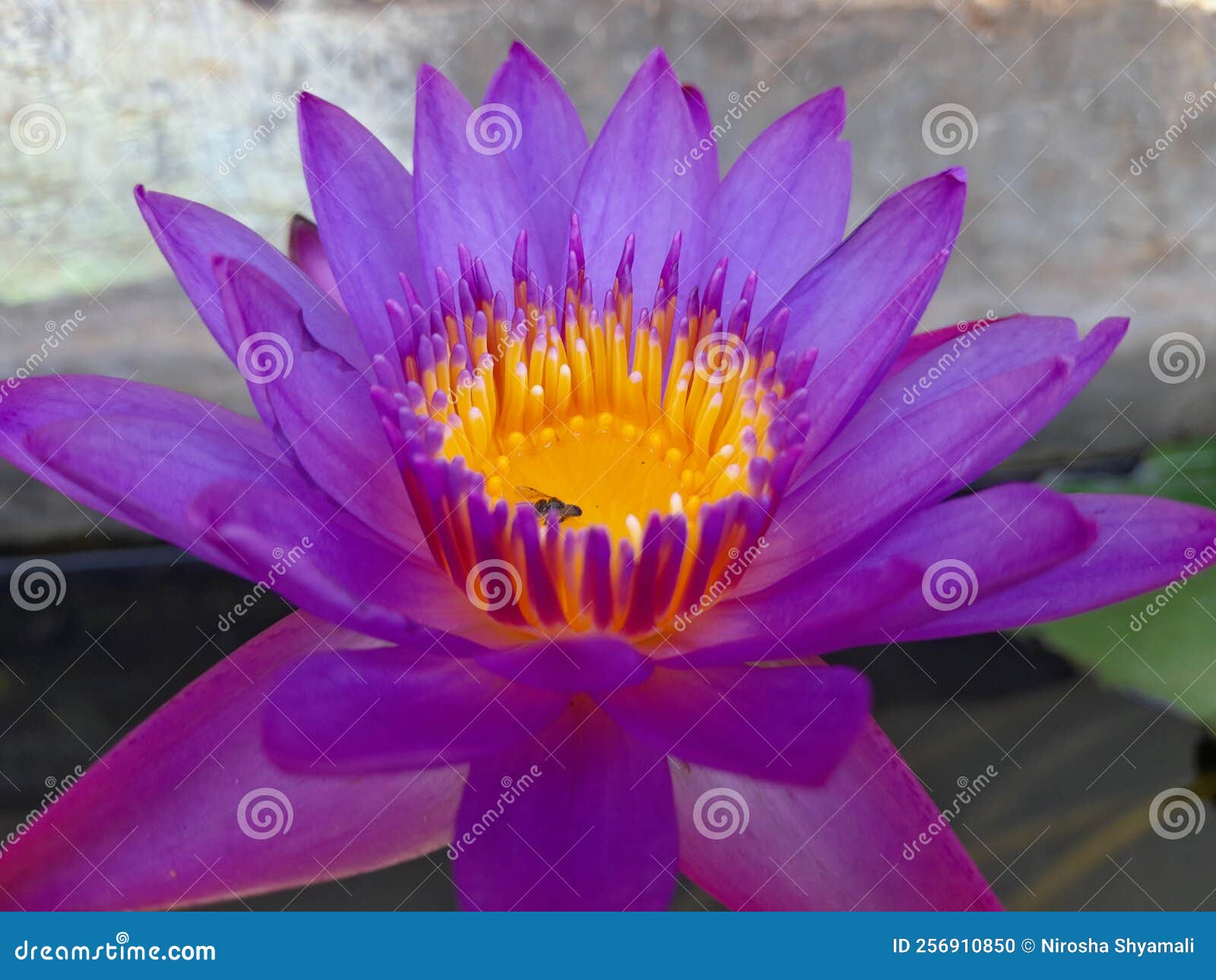Beautiful Blue Water Lili Flower Stock Photo - Image of lili, flower ...