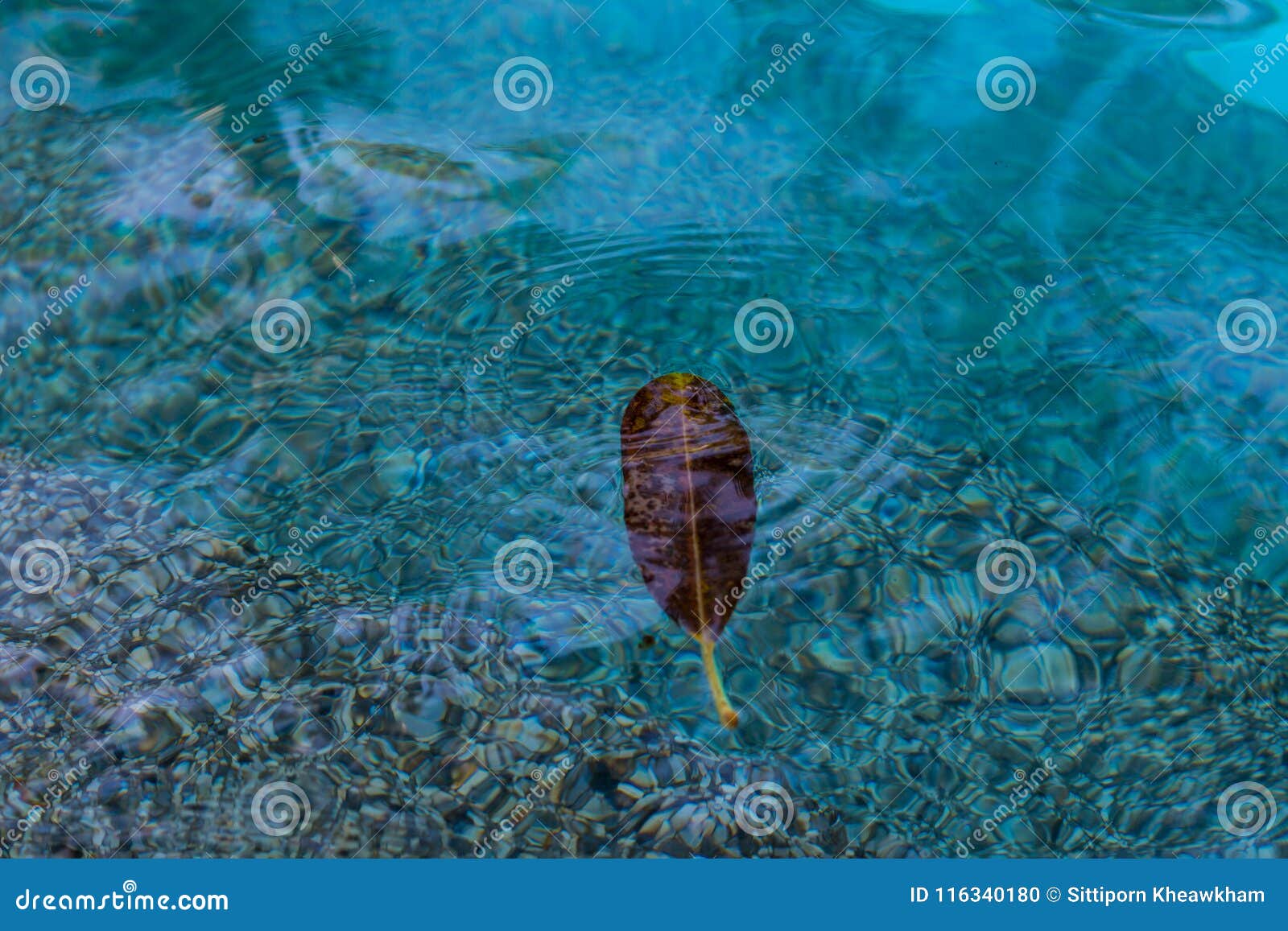 Beautiful Blue water stock photo. Image of pool, outdoor - 116340180