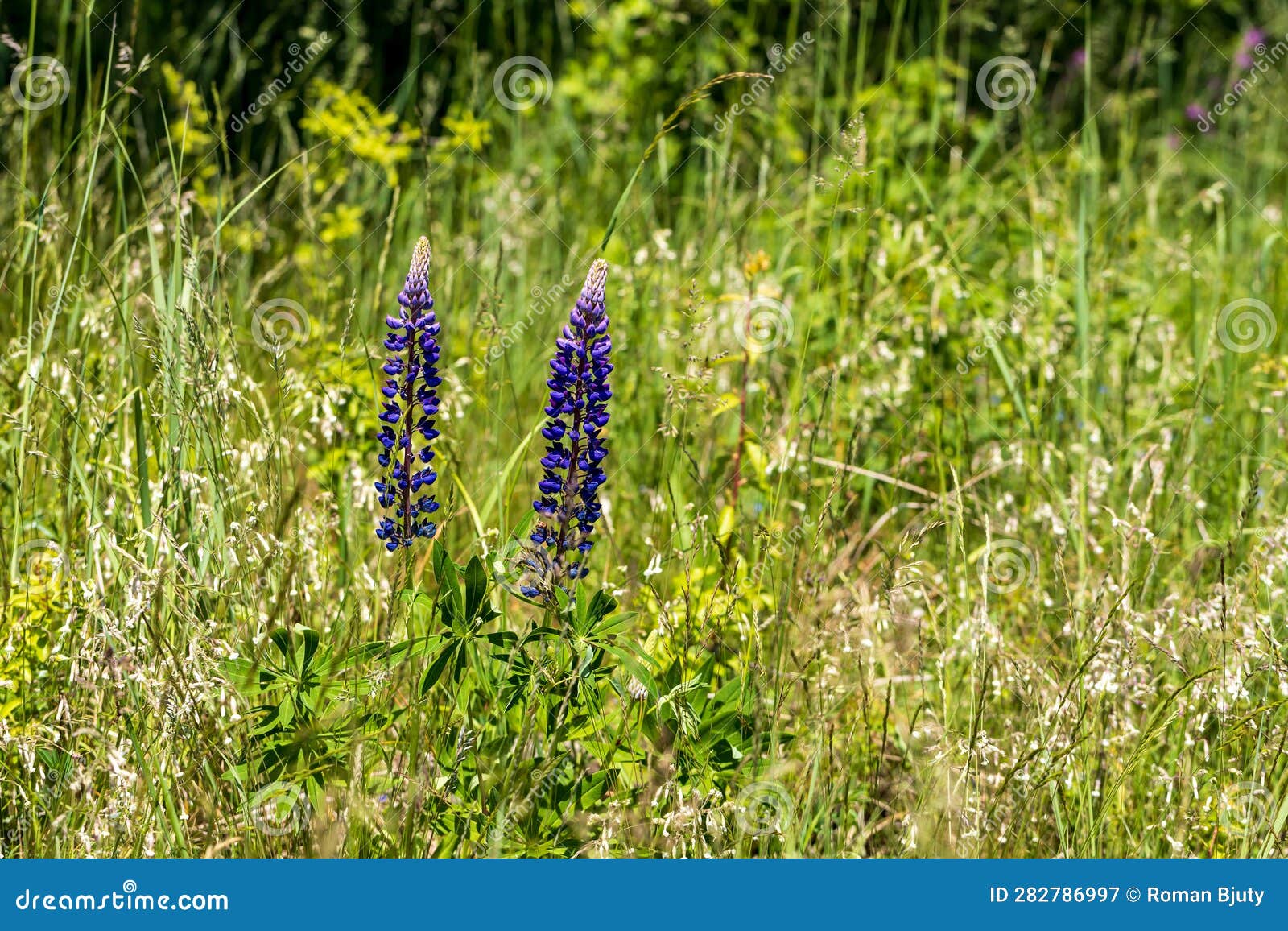 Beautiful Blue Wild Flower in the Meadow. the Background is Green Stock ...