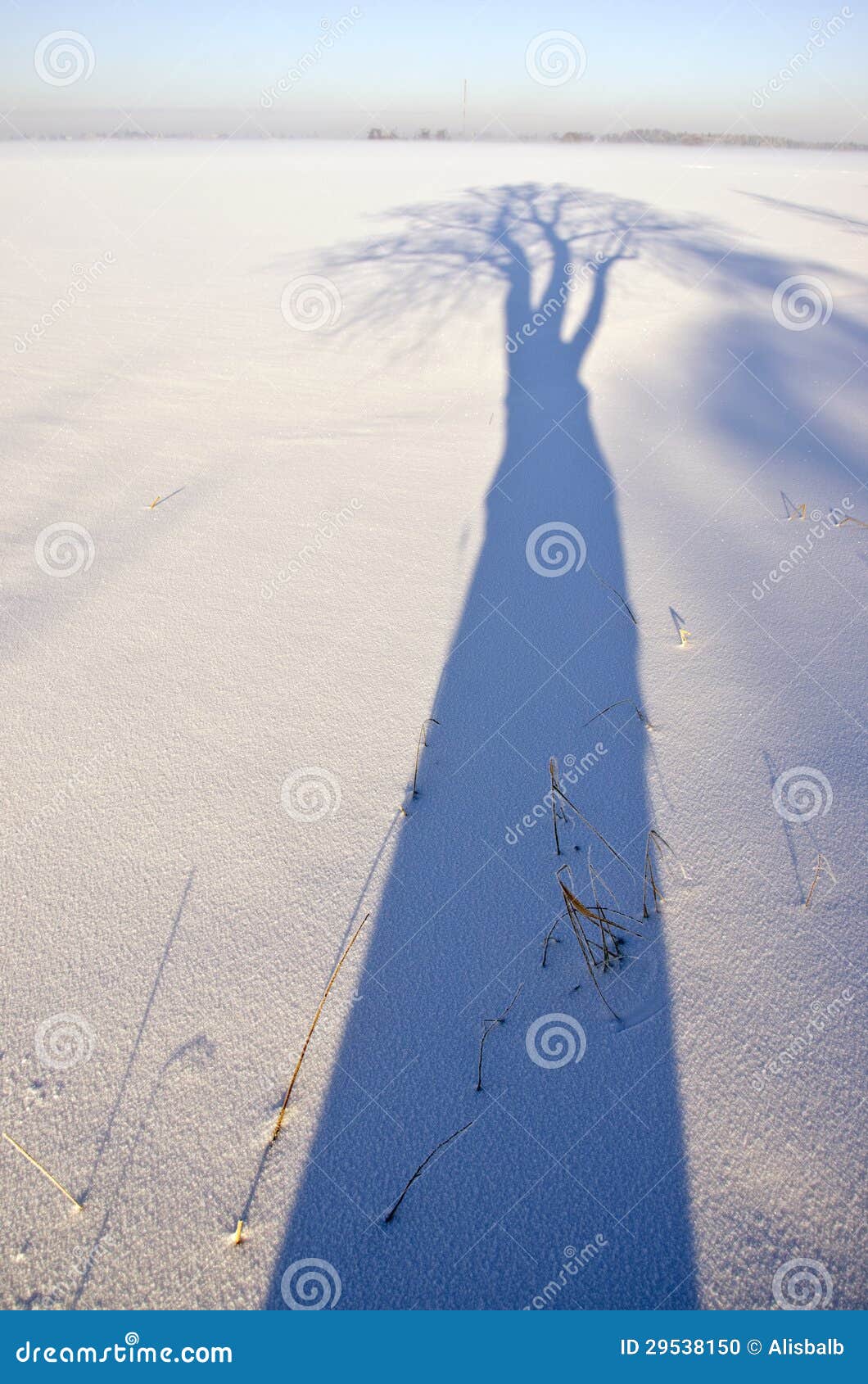 Beautiful Blue Winter Tree Shadow on Snow Stock Photo - Image of snow ...