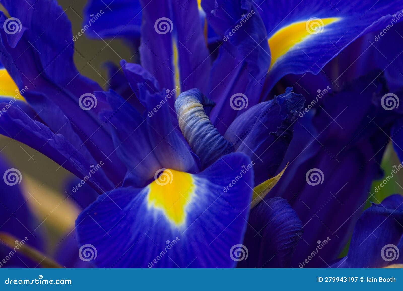 Beautiful Blue and Yellow Iris Flower Petals Stock Image - Image of ...