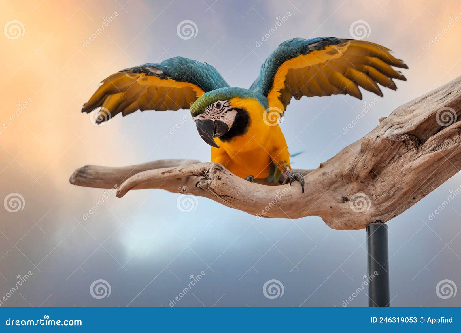 Beautiful Blue and Yellow Macaws Stock Image - Image of bird, yellow ...