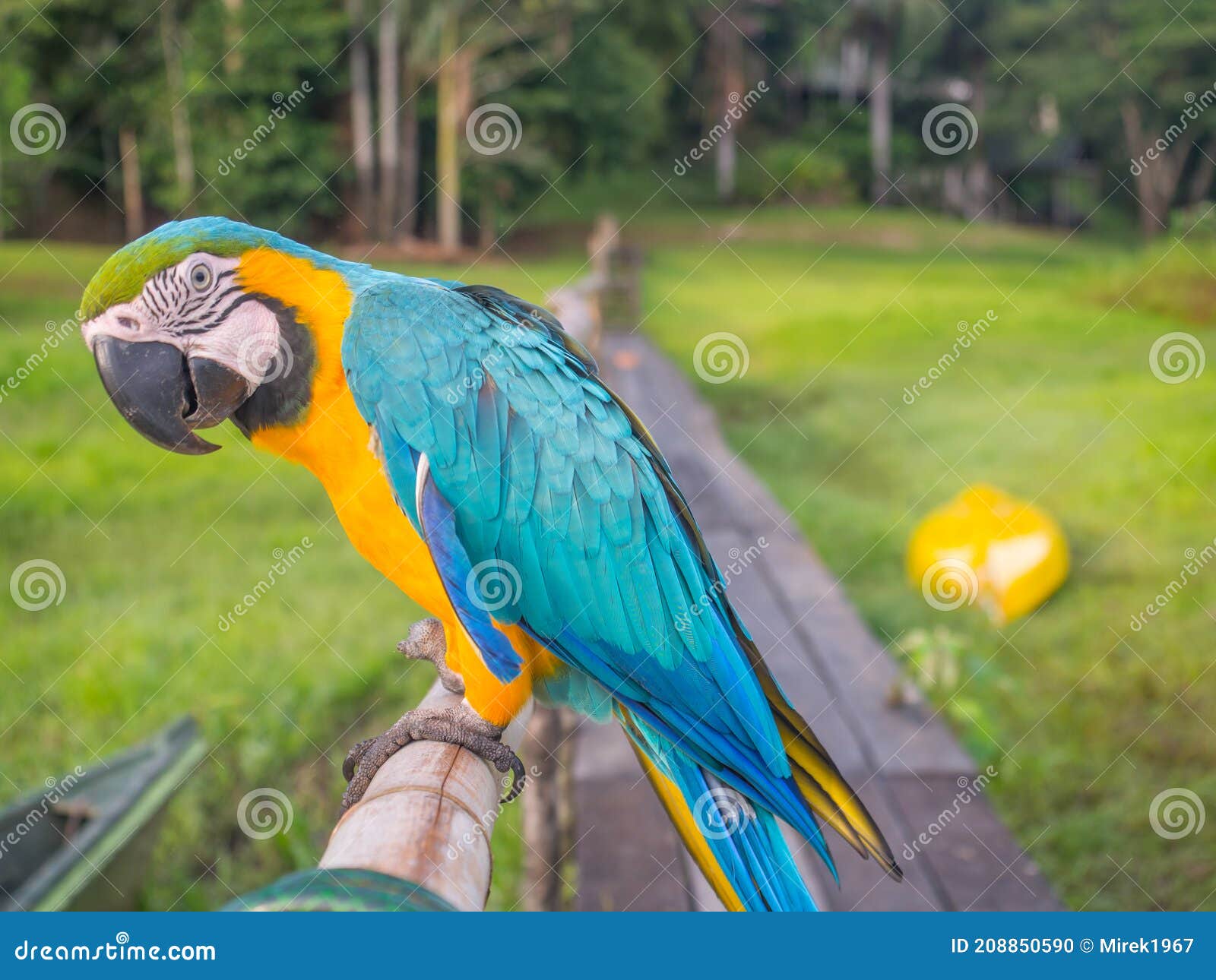 Beautiful, Blue and Yellow Parrot Stock Photo - Image of exotica ...
