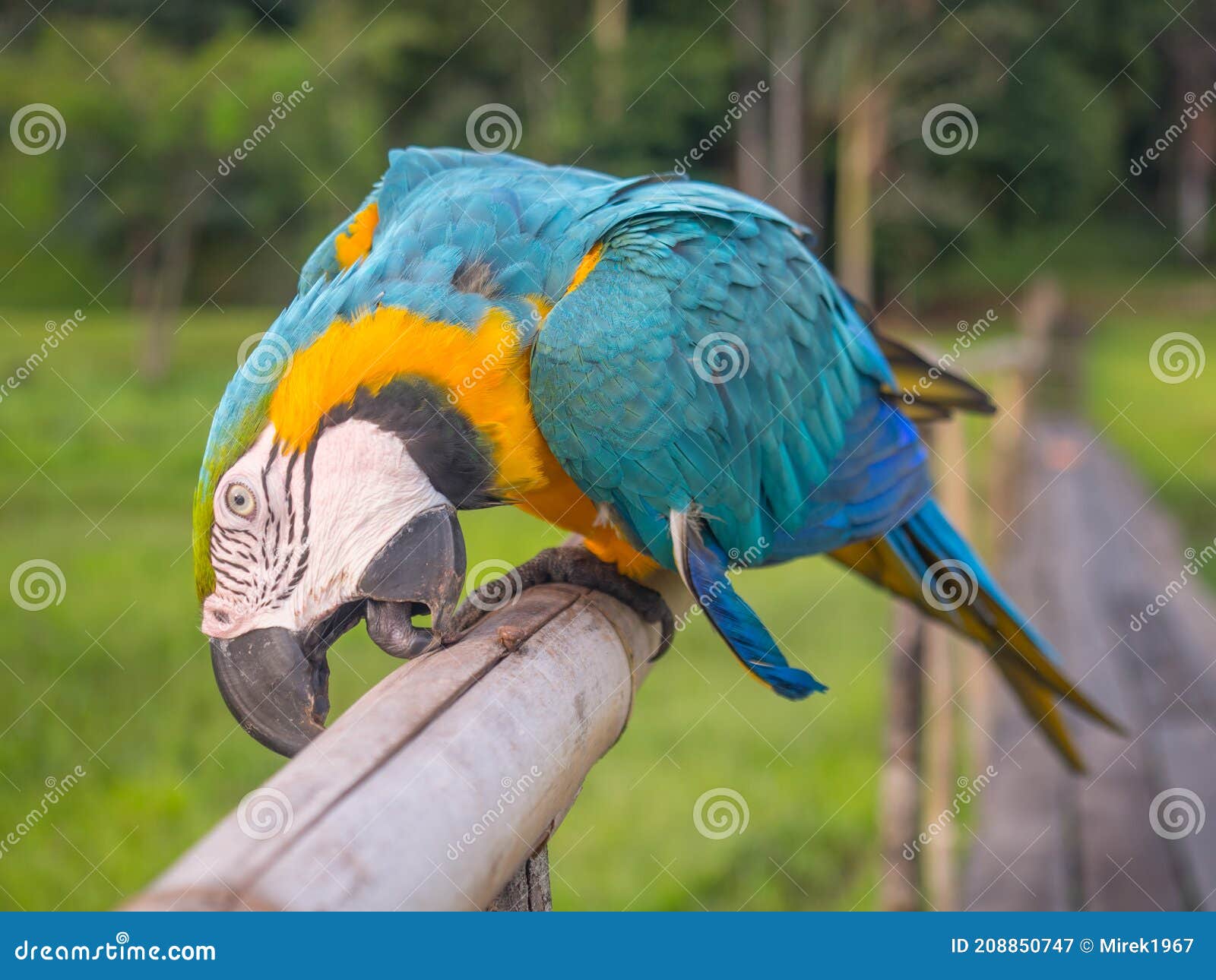 Beautiful, Blue and Yellow Parrot Stock Image - Image of bird, ararauna ...