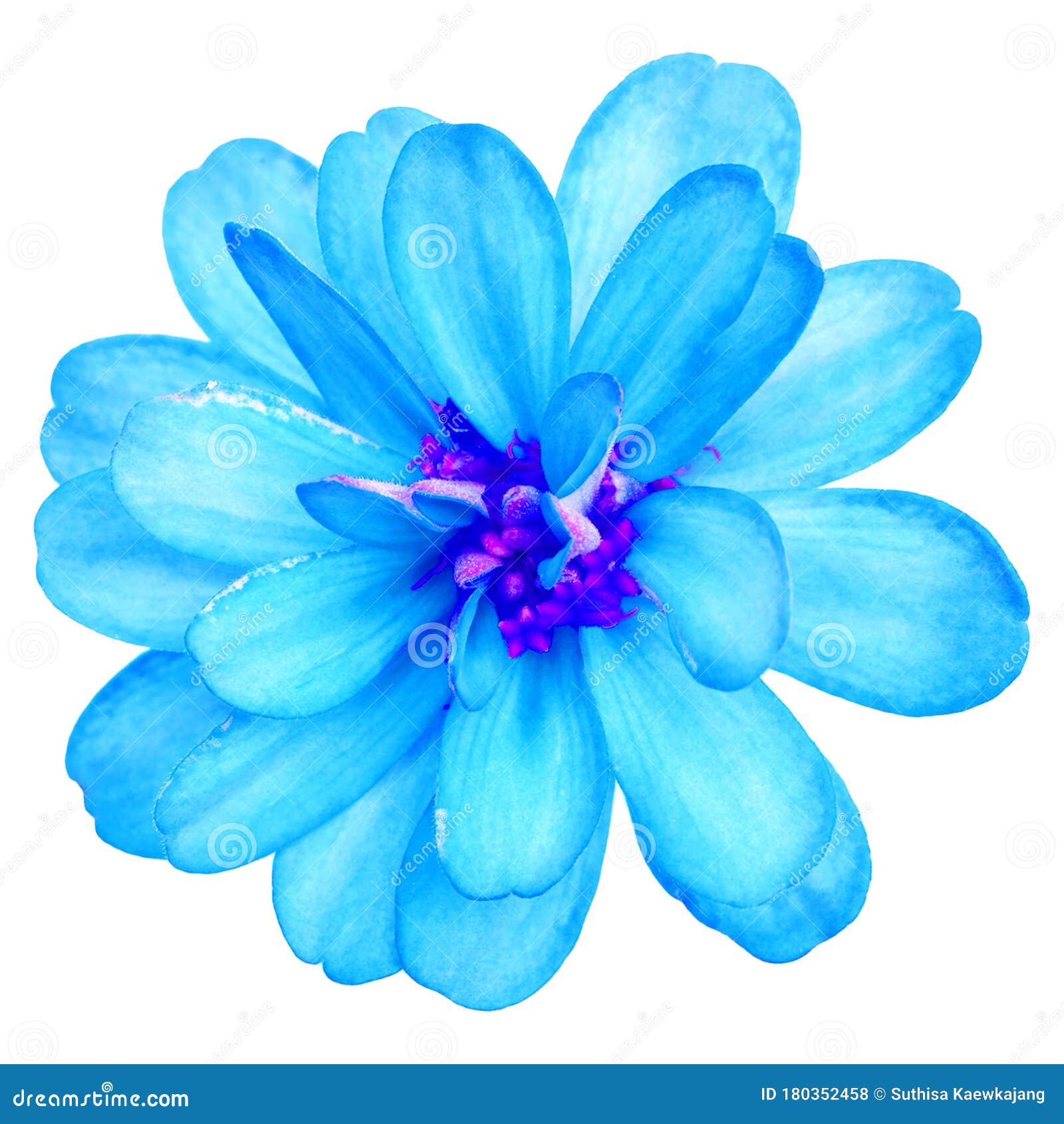 Beautiful Blue Zinnia on White Background. Including Clipping Path ...