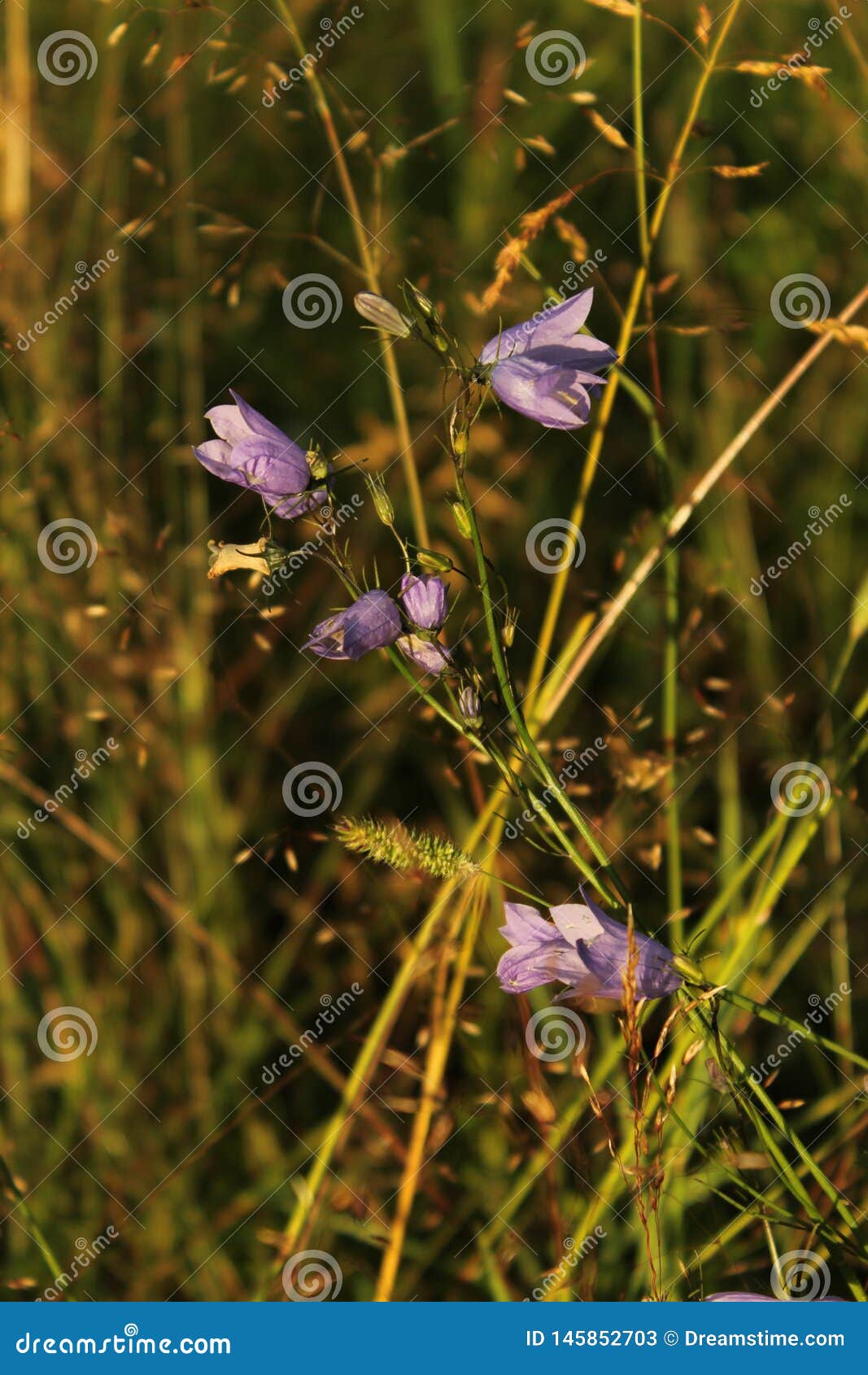 Beautiful Bluebell Flowers in the Grass Stock Image - Image of nsummer ...