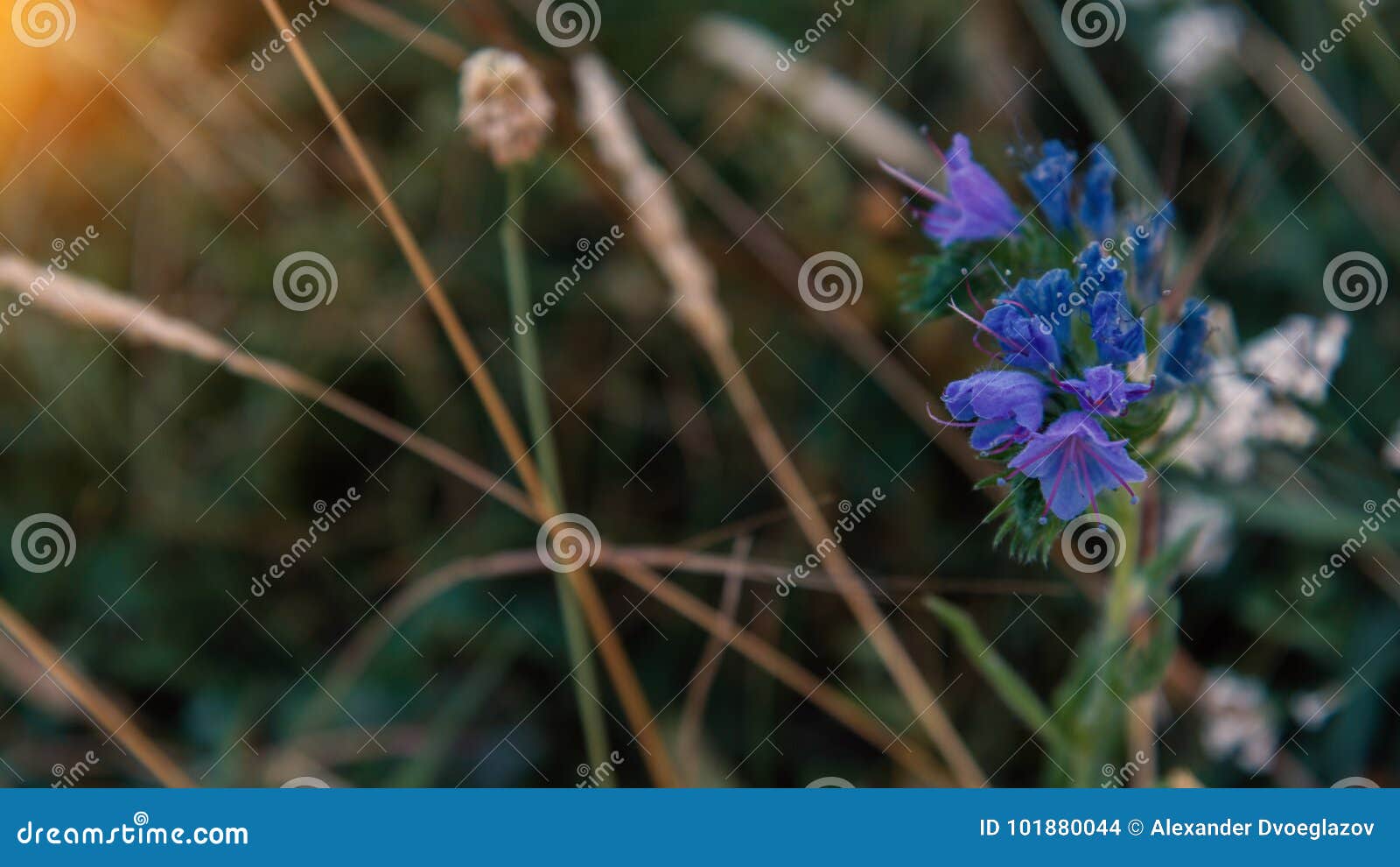 Beautiful Bluebell Under Sunset Light Stock Photo - Image of ...