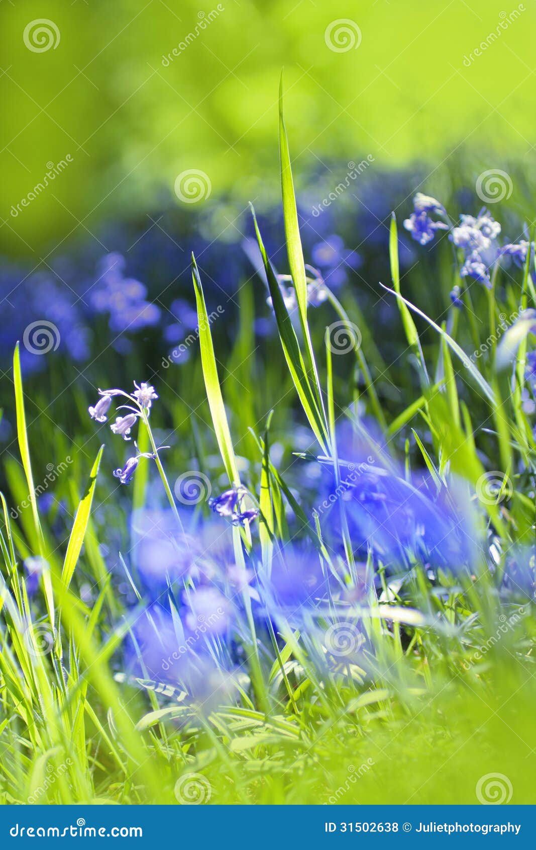 Beautiful Bluebells Close Up Stock Photo - Image of fresh, blurry: 31502638