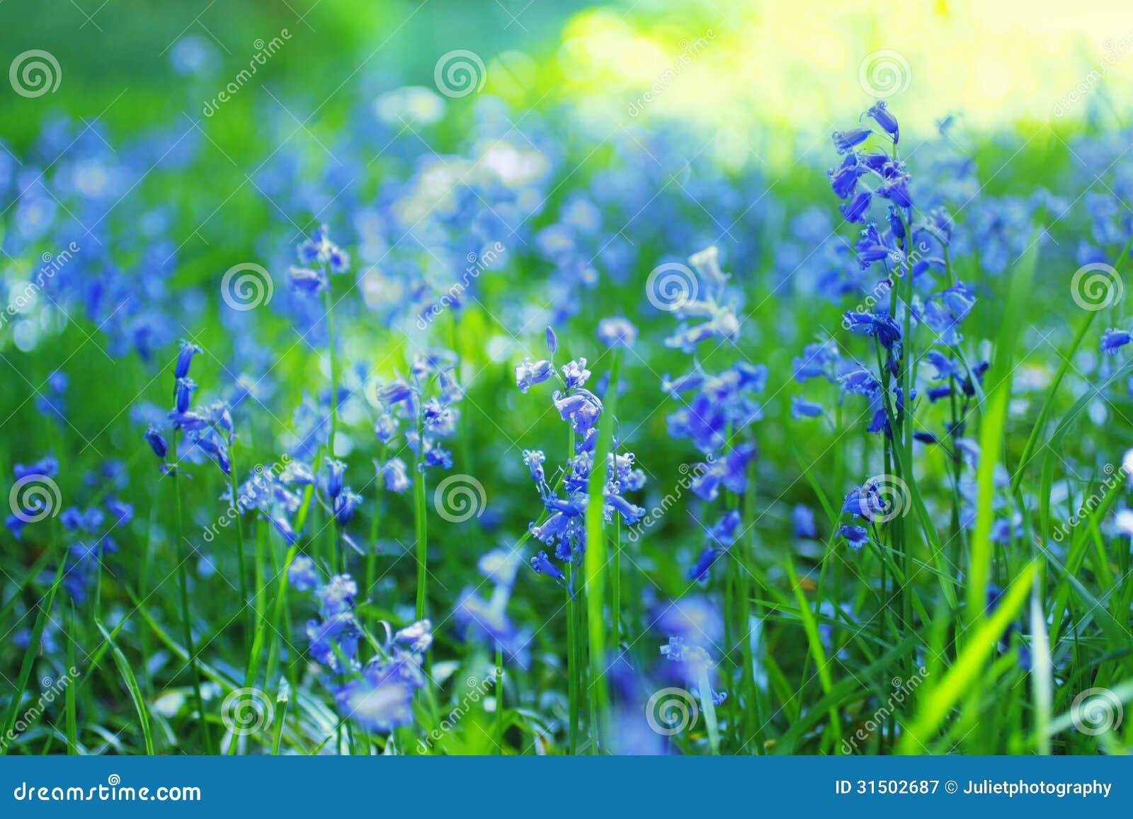 Beautiful Bluebells Close Up Stock Image - Image of countryside ...