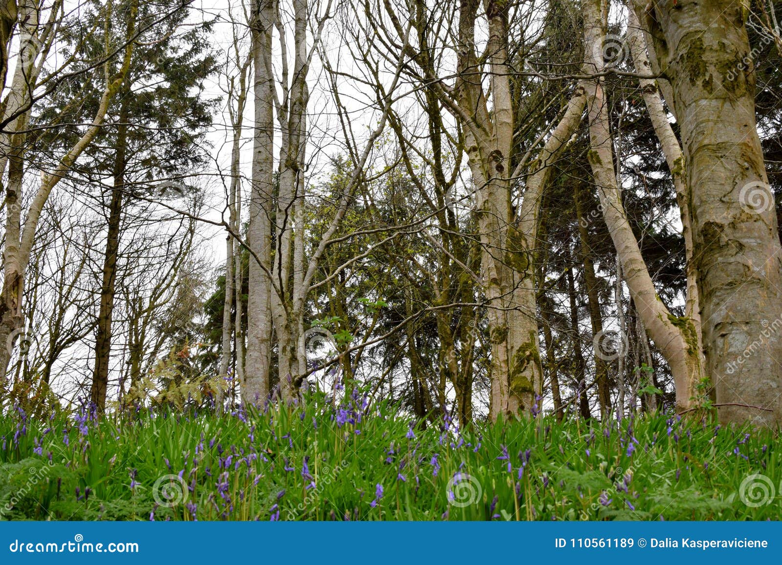 Beautiful Bluebells in the Forest Stock Image - Image of detail, spring ...