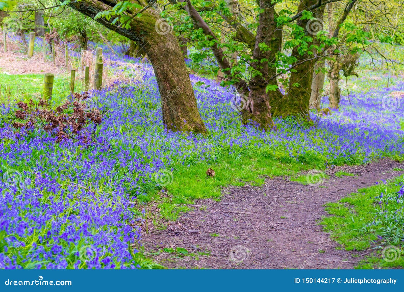 Beautiful Bluebells in the Forest of Scotland Stock Image - Image of ...