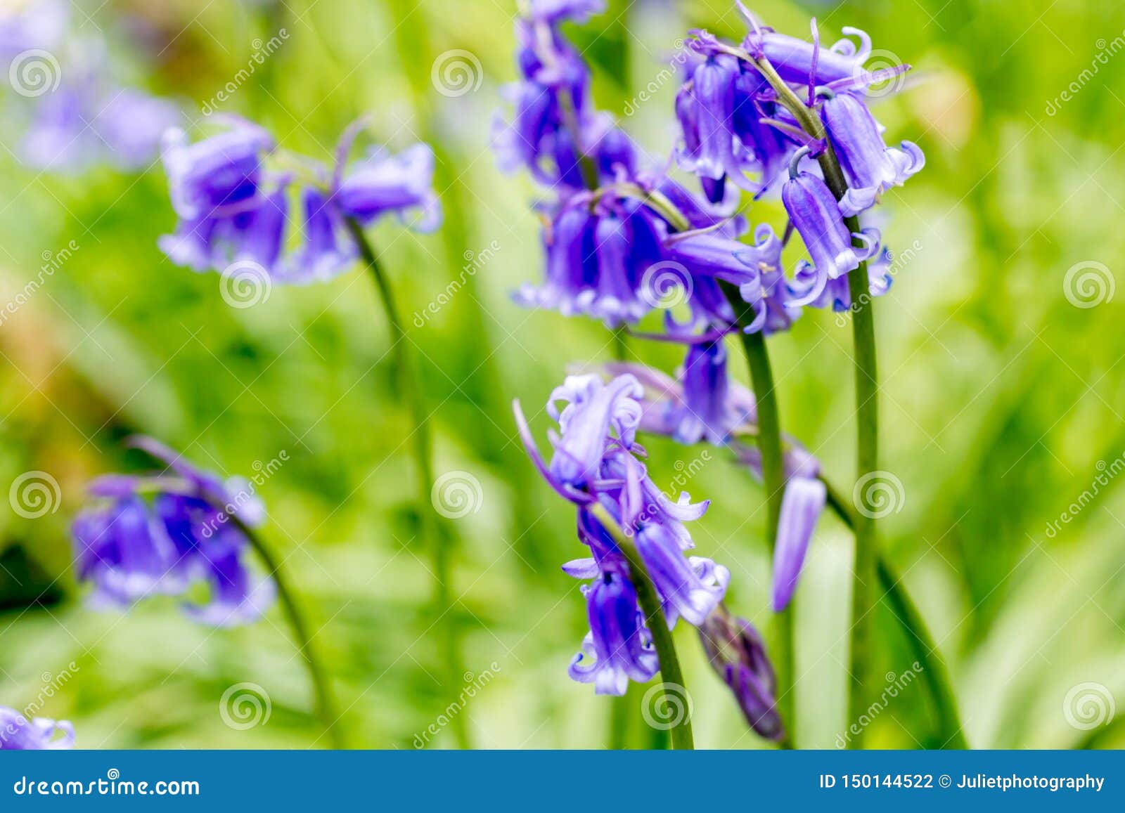 Beautiful Bluebells in the Forest of Scotland Stock Photo - Image of ...