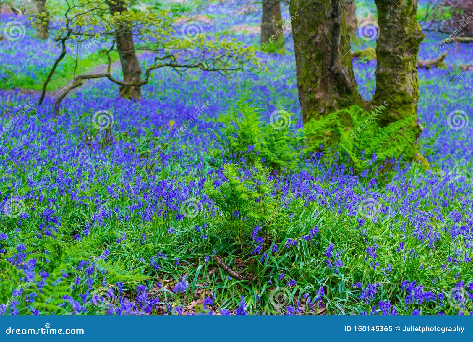Beautiful Bluebells in the Forest of Scotland Stock Image - Image of ...