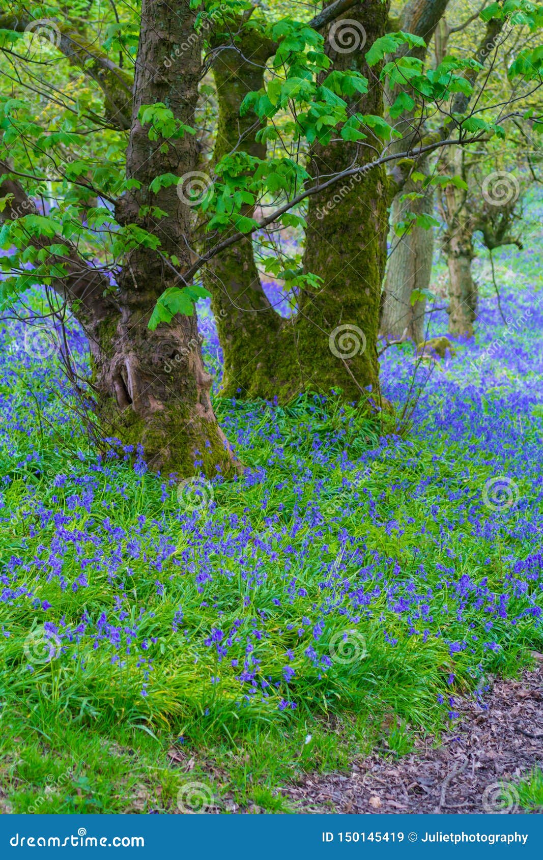 Beautiful Bluebells in the Forest of Scotland Stock Image - Image of ...