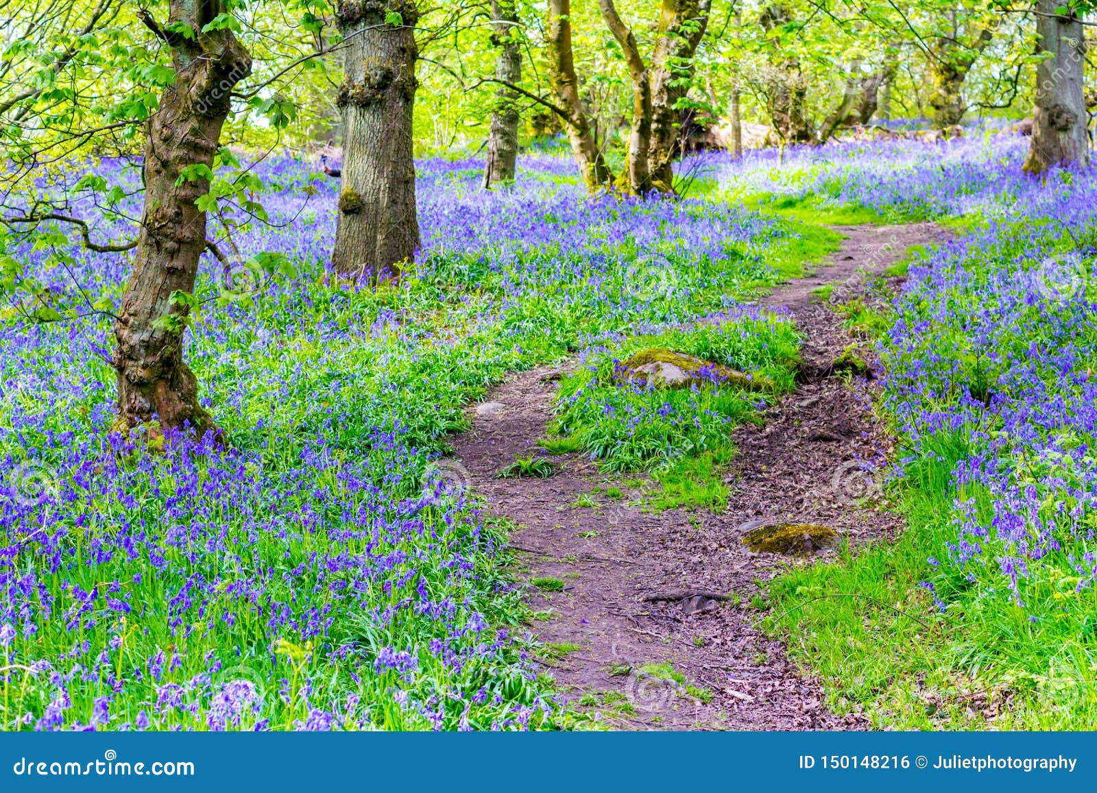 Beautiful Bluebells in the Forest of Scotland Stock Photo - Image of ...