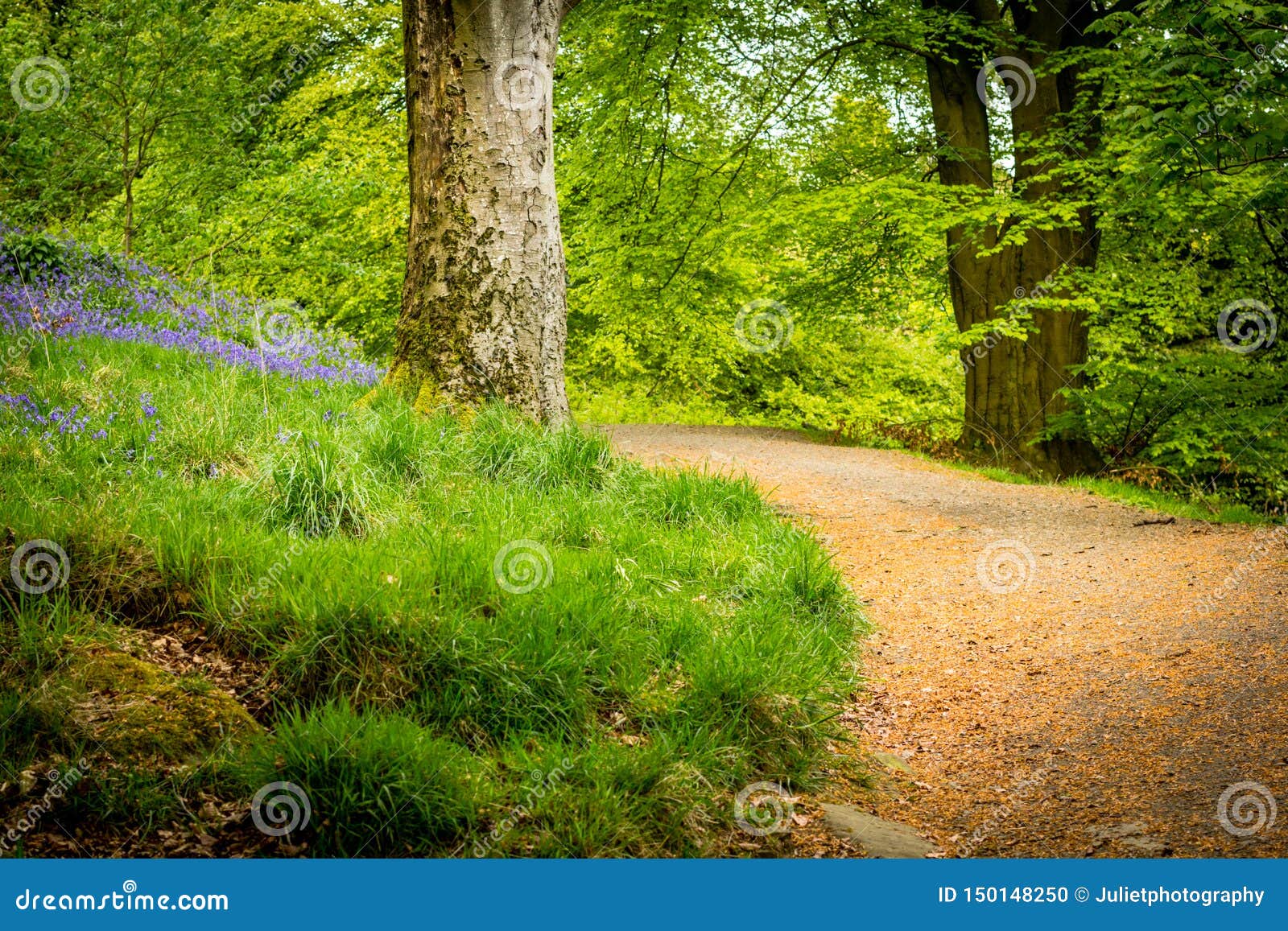 Beautiful Bluebells in the Forest of Scotland Stock Photo - Image of ...
