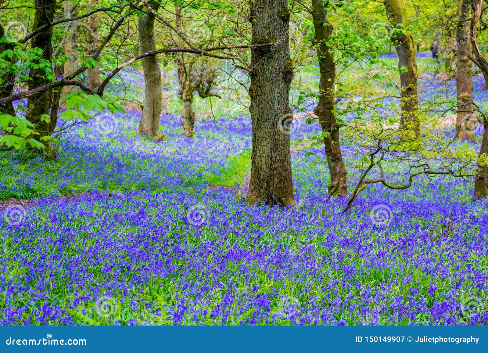 Beautiful Bluebells in the Forest of Scotland Stock Image - Image of ...