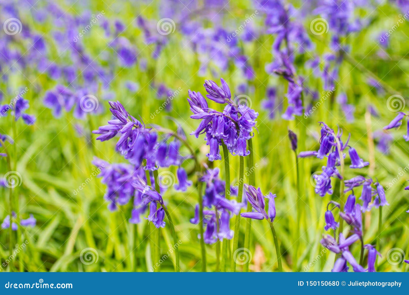 Beautiful Bluebells in the Forest of Scotland Stock Photo - Image of ...