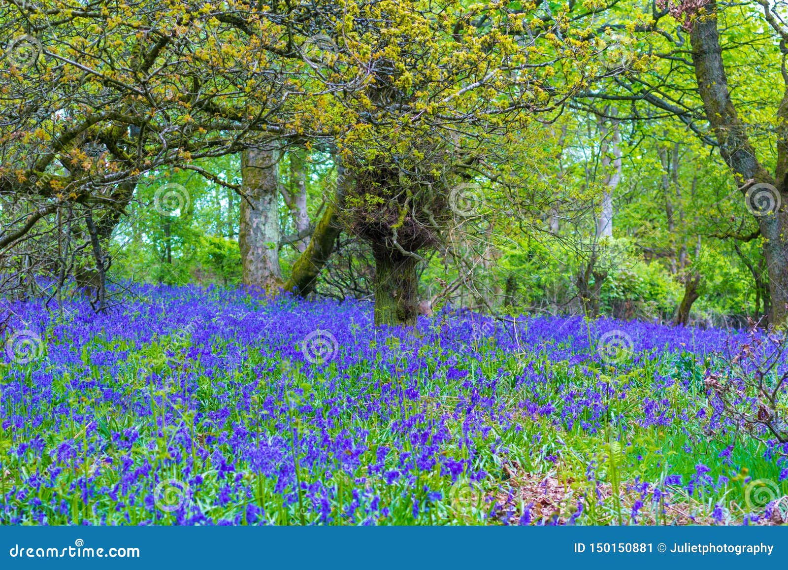 Beautiful Bluebells in the Forest of Scotland Stock Image - Image of ...