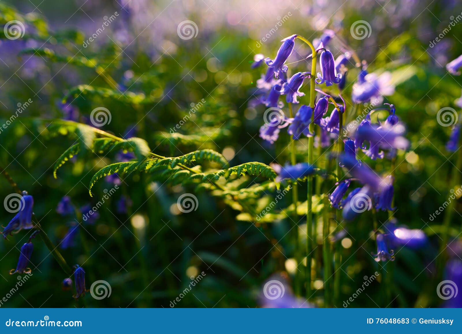 Beautiful Bluebells in Spring Forest, Natural Background Stock Image ...