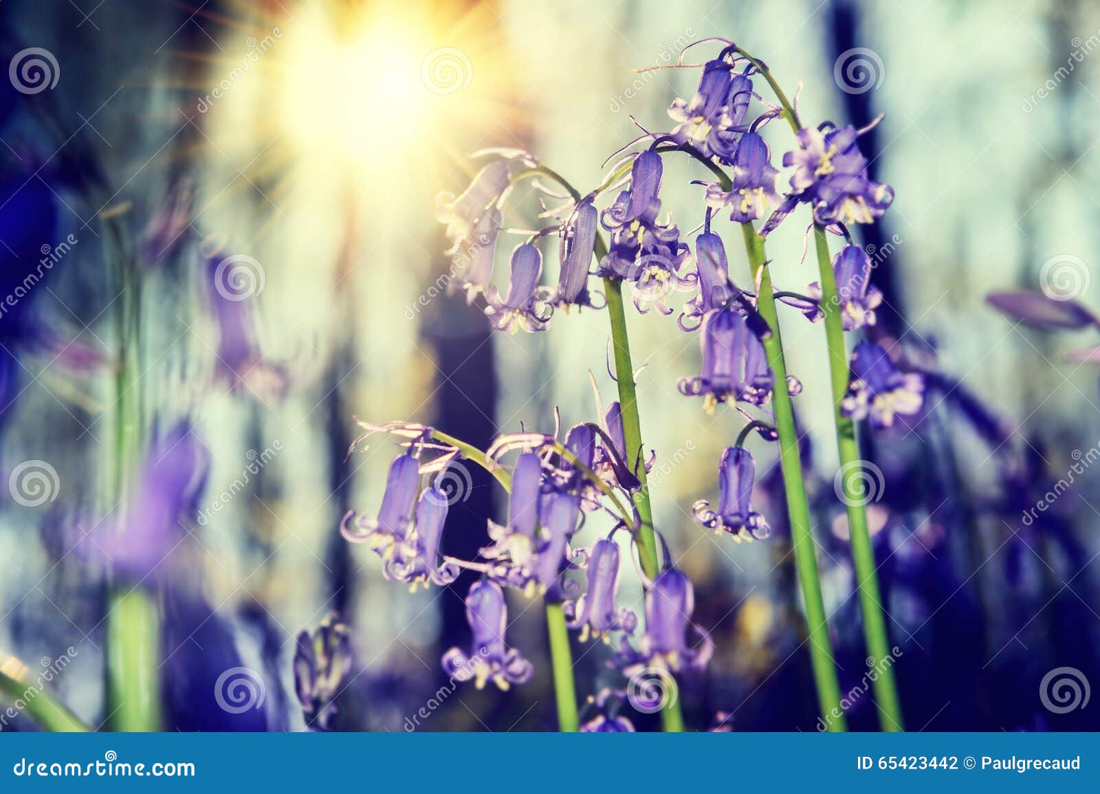 Beautiful Bluebells in Spring Forest Stock Photo - Image of florist ...