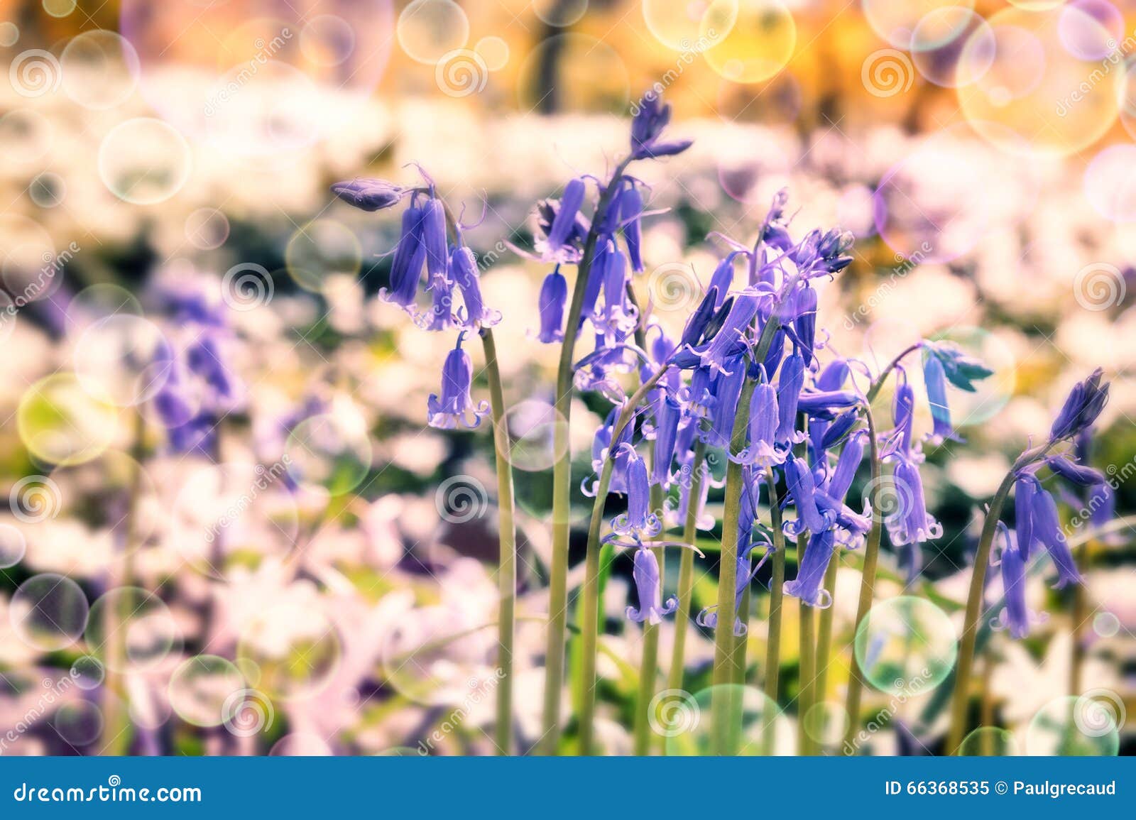 Beautiful Bluebells in Spring Forest Stock Image - Image of bloom ...