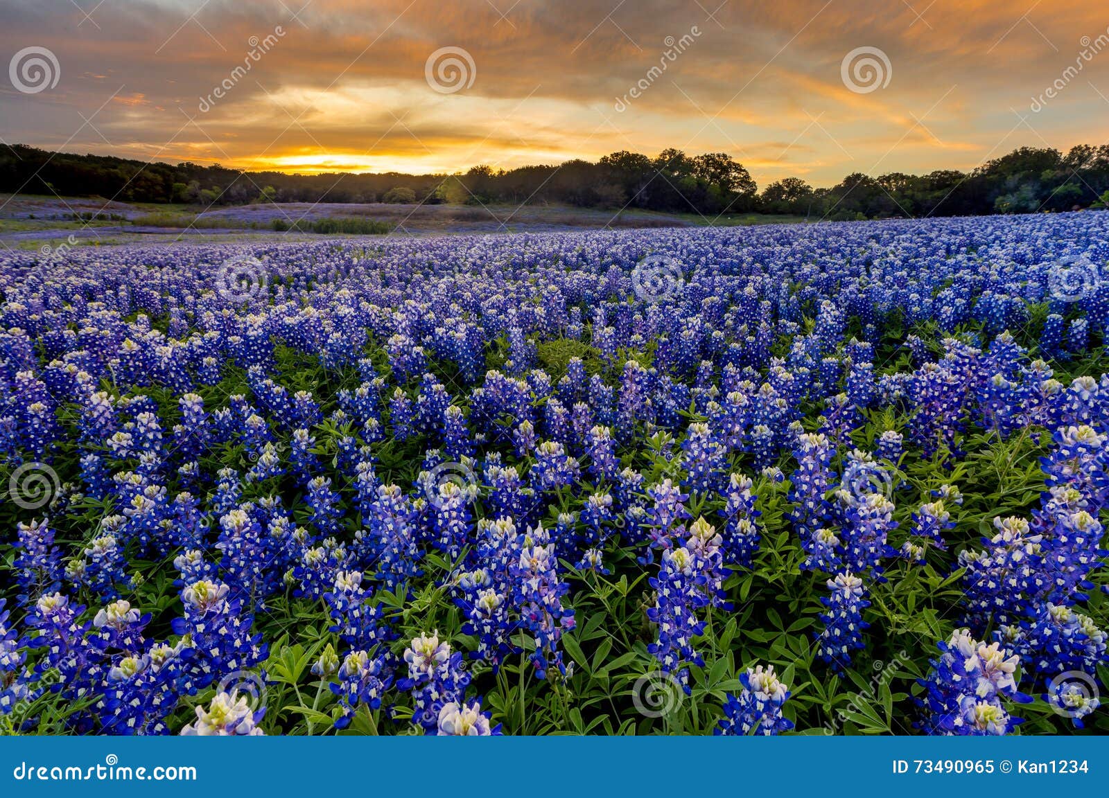 Beautiful Bluebonnets Field at Sunset Stock Image - Image of muleshoe ...