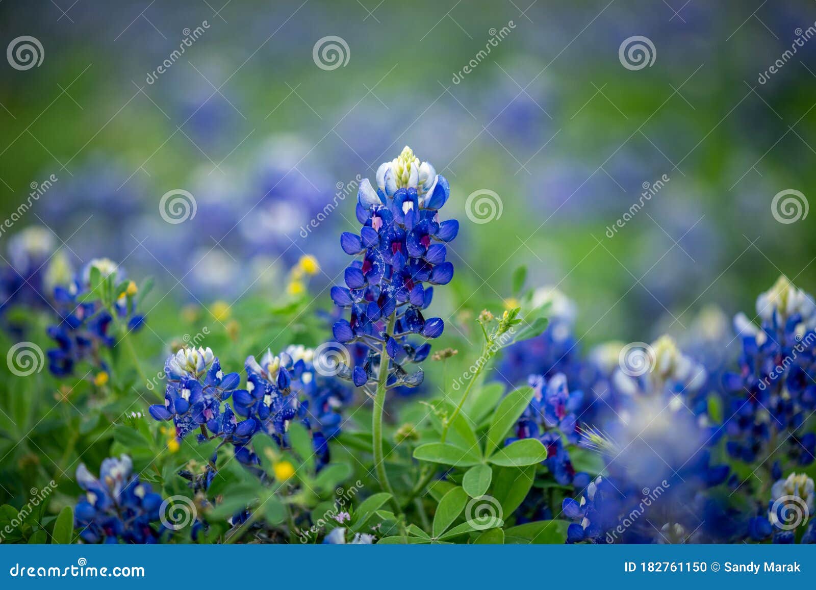 Beautiful Bluebonnets in a Meadow with Blurred Background Stock Photo ...