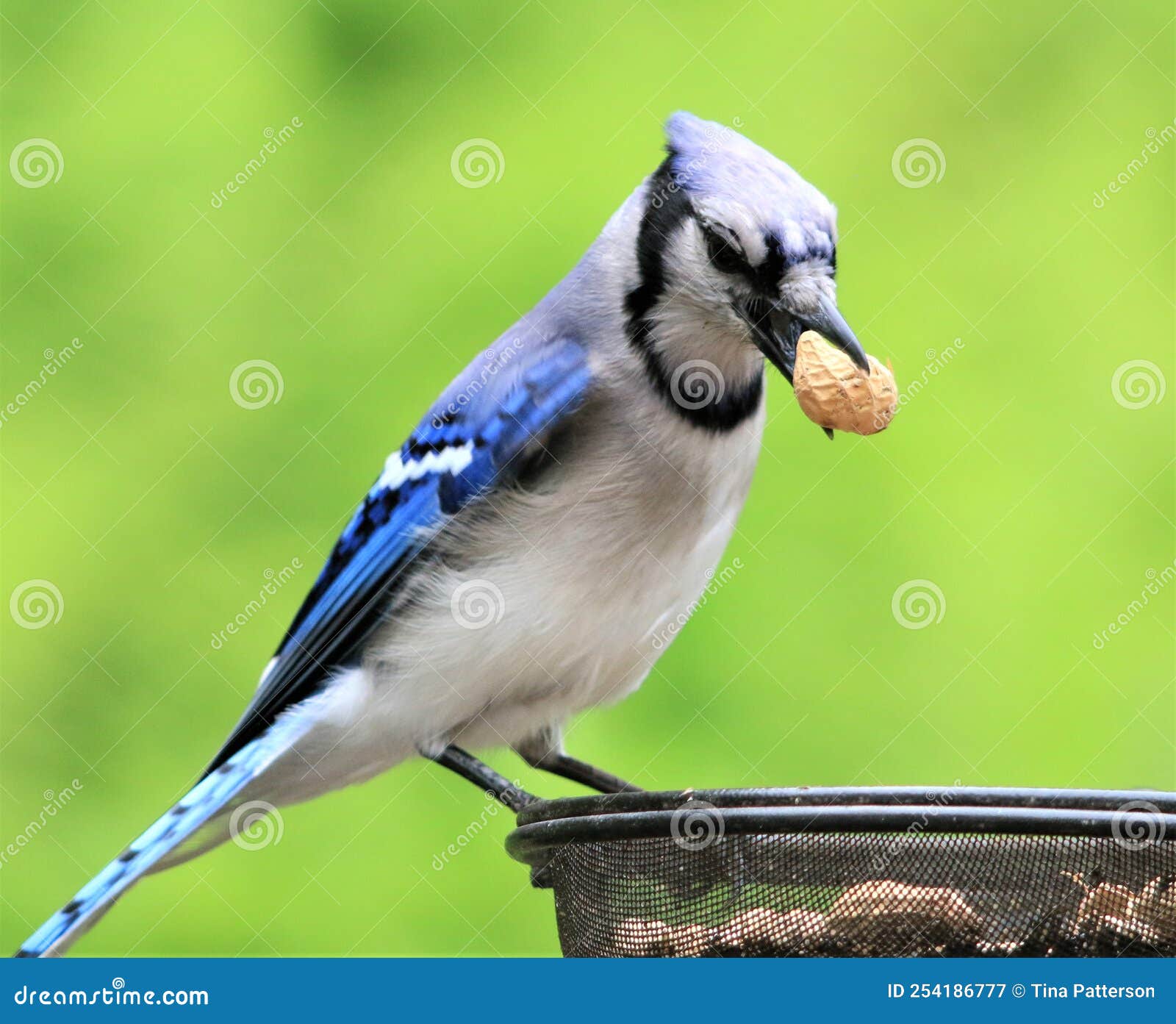 Bluejay stock image. Image of bird, beautiful, bluebird - 254186777