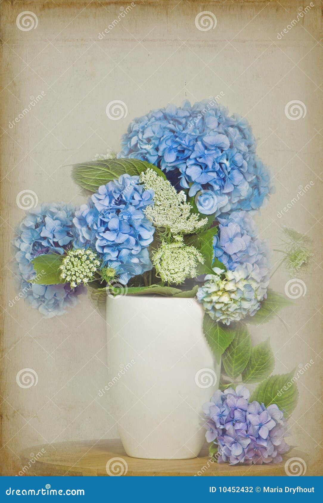 Blue Hydreangea Bouquet with Queen Annes Lace Stock Illustration ...
