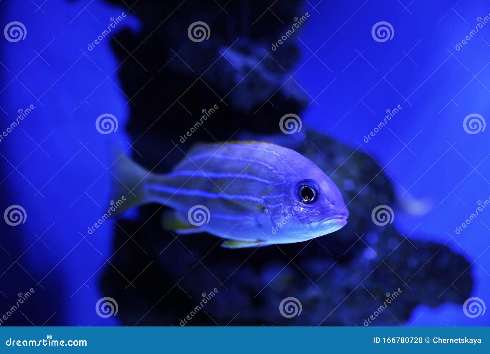 Beautiful Bluestriped Snapper in Clear Toned Aquarium Stock Photo ...