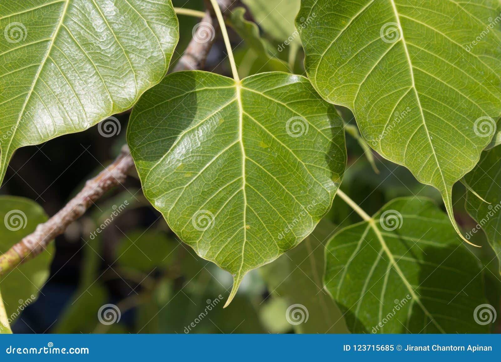 Beautiful of Bo Leaves on the Branch of Tree Stock Image - Image of ...