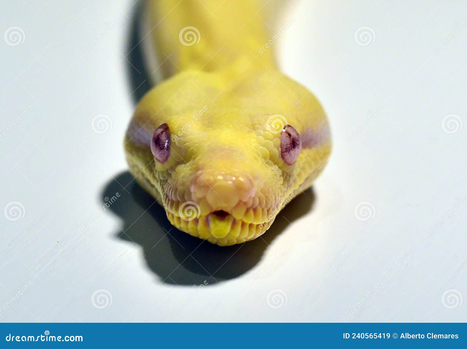 A Beautiful Boa Constrictor Snake Stock Image - Image of serpent, skin ...