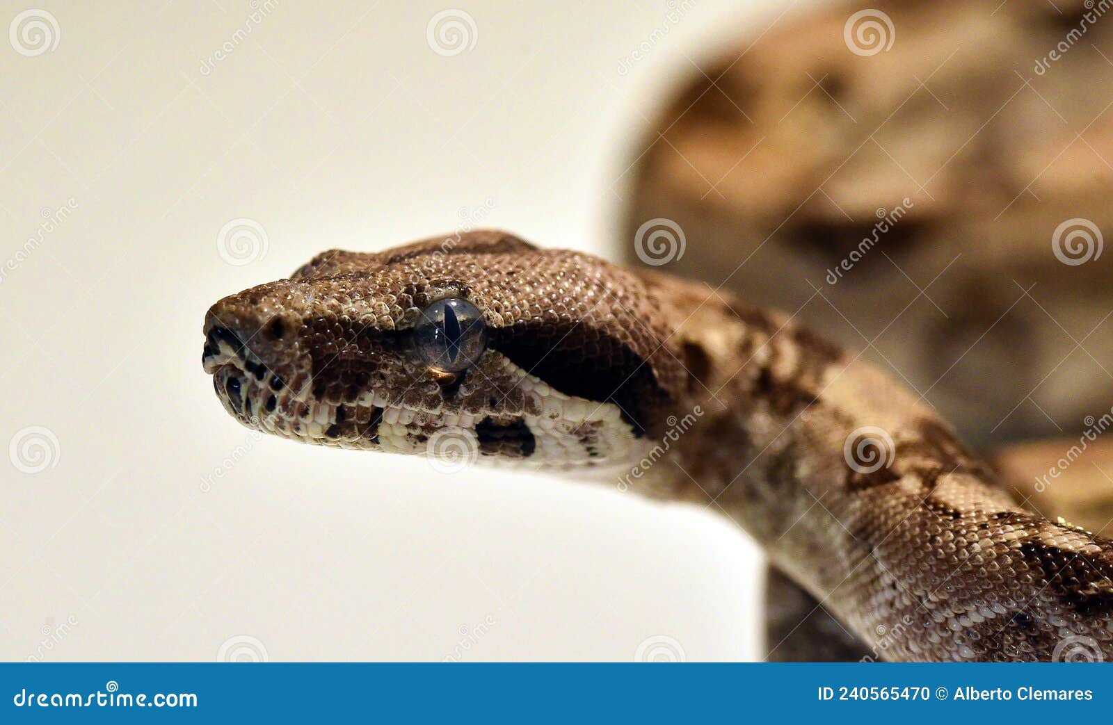 A Beautiful Boa Constrictor Snake Stock Photo - Image of macro, ball ...