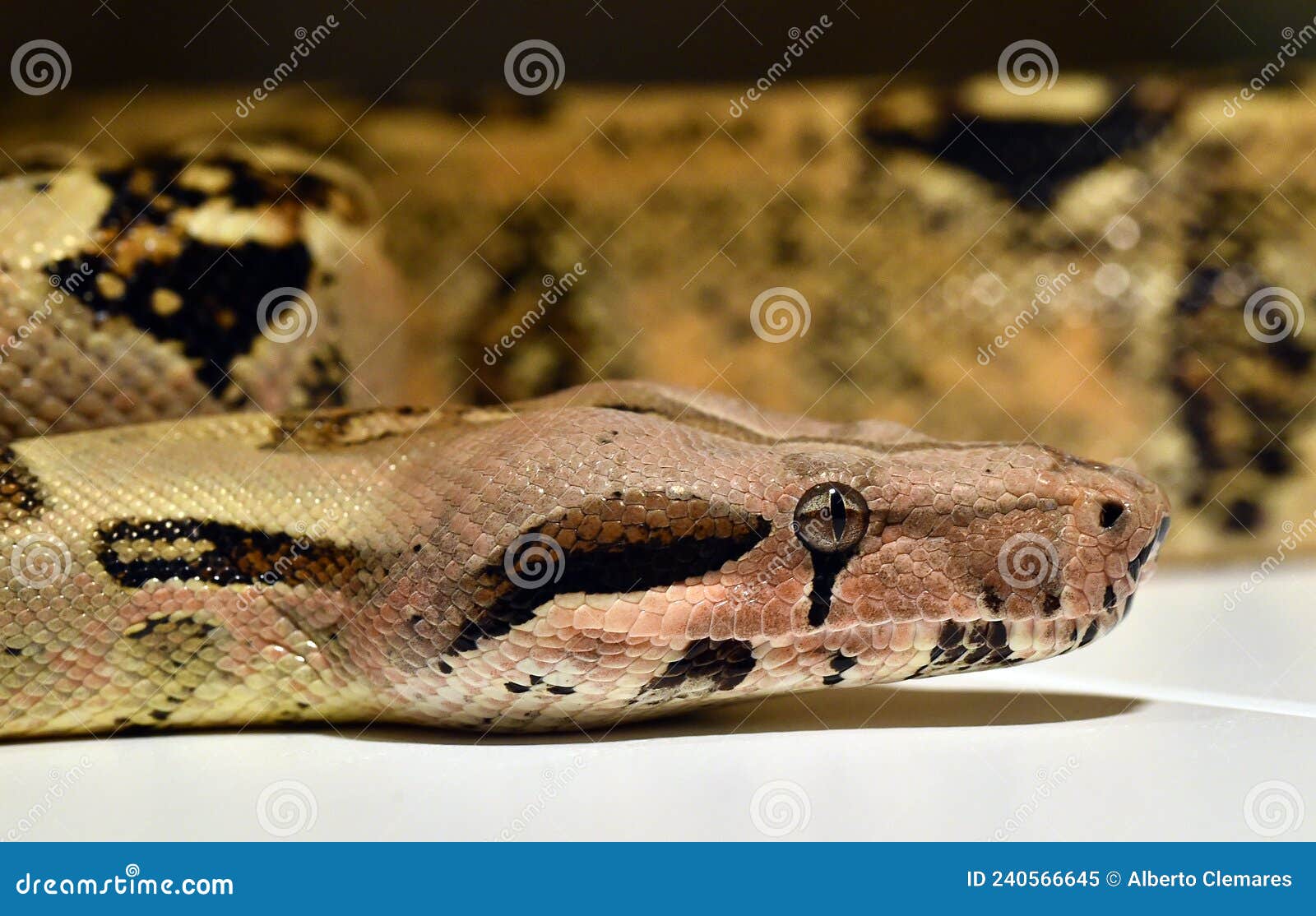 A Beautiful Boa Constrictor Snake Stock Image - Image of snake, scary ...