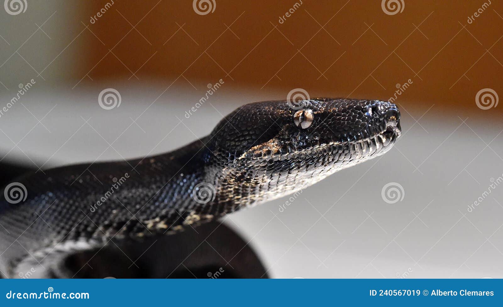 A Beautiful Boa Constrictor Snake Stock Image - Image of curve ...
