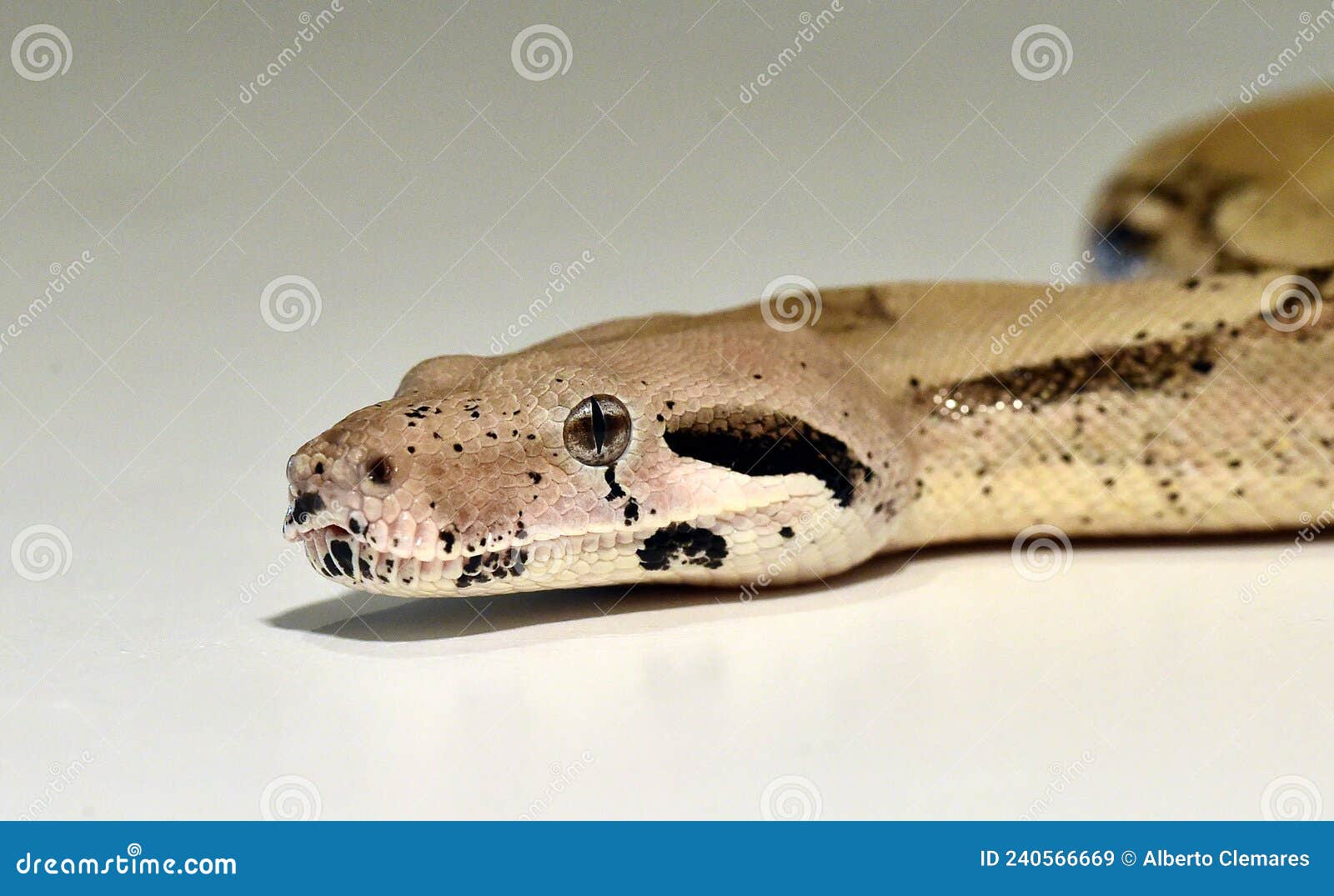 A Beautiful Boa Constrictor Snake Stock Image - Image of species, fear ...