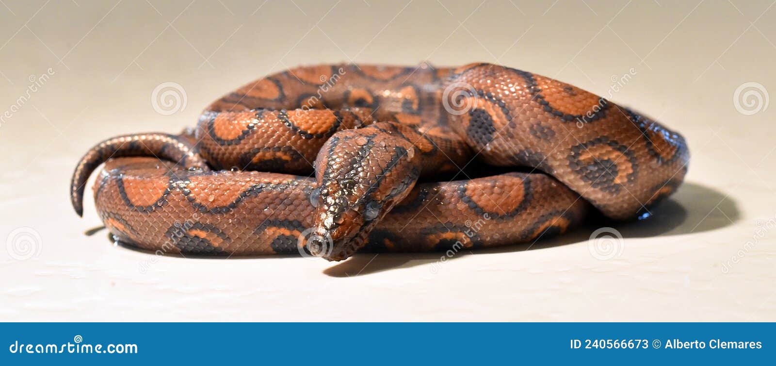 A Beautiful Boa Constrictor Snake Stock Image - Image of exotic, spain ...