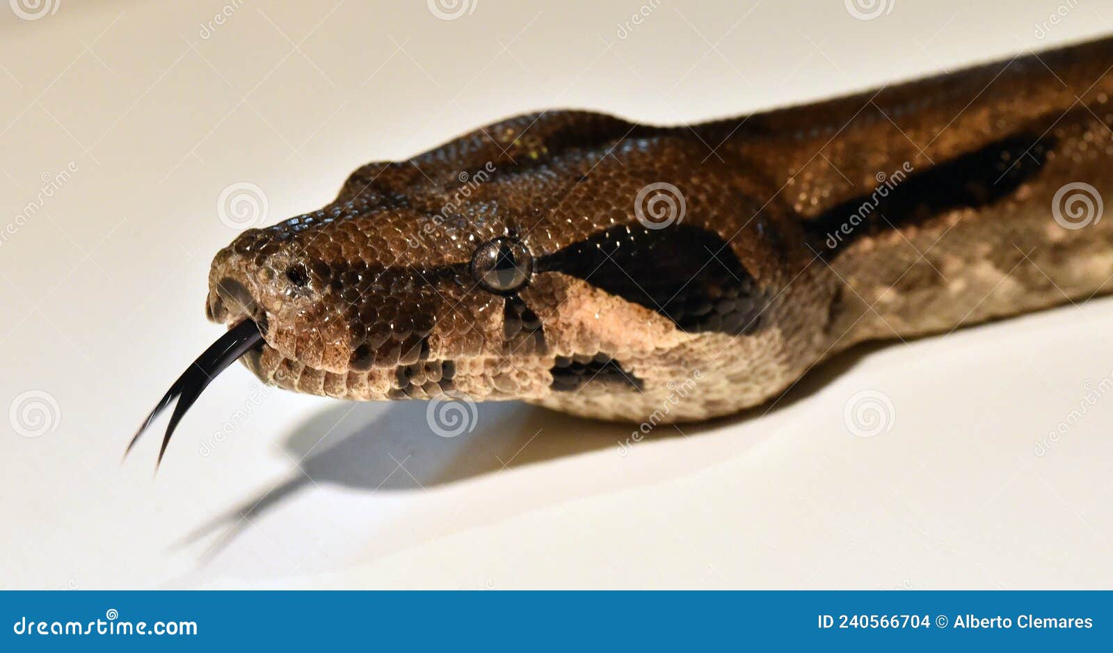 A Beautiful Boa Constrictor Snake Stock Photo - Image of python ...