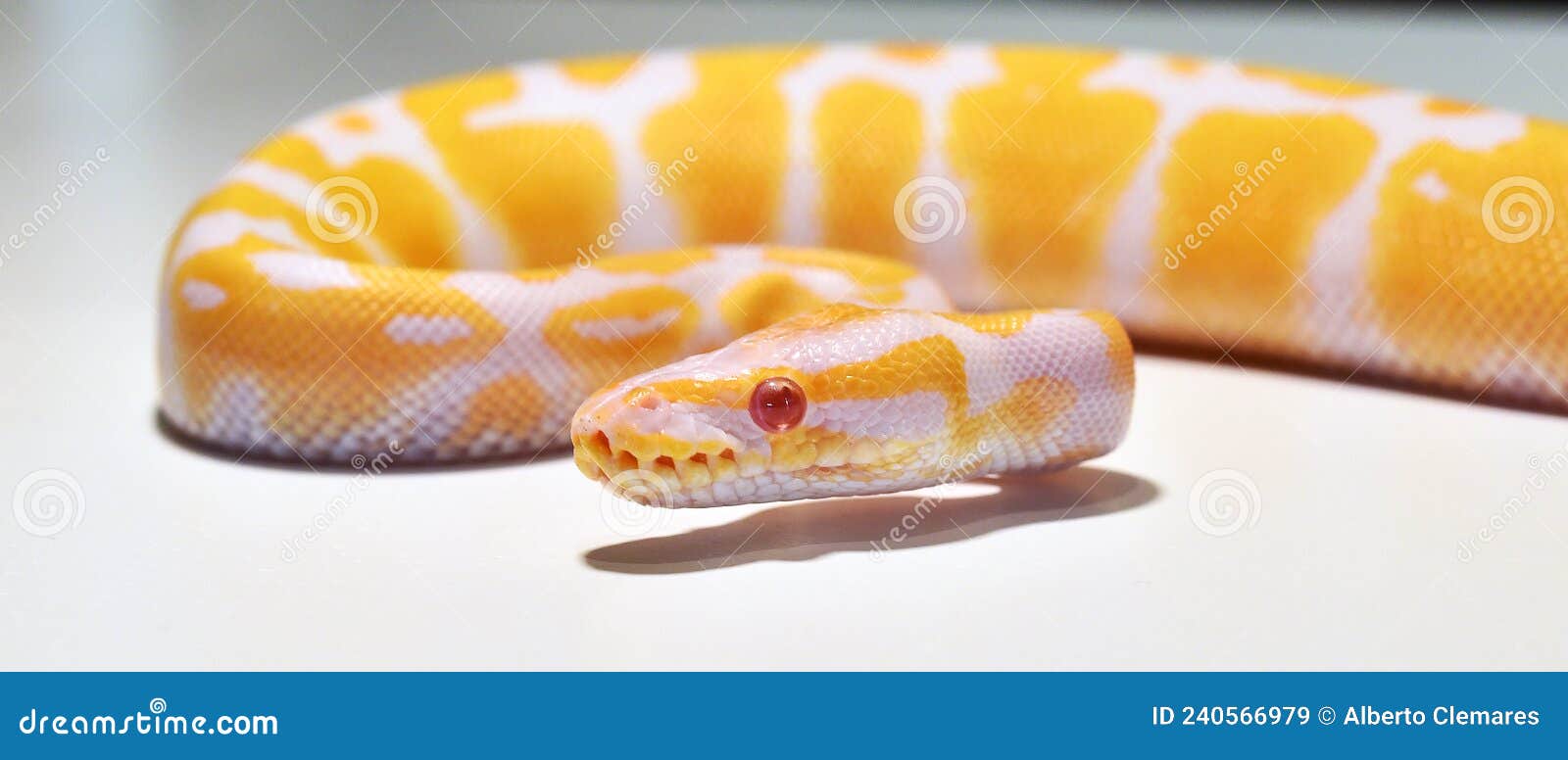 A Beautiful Boa Constrictor Snake Stock Image - Image of python, curve ...