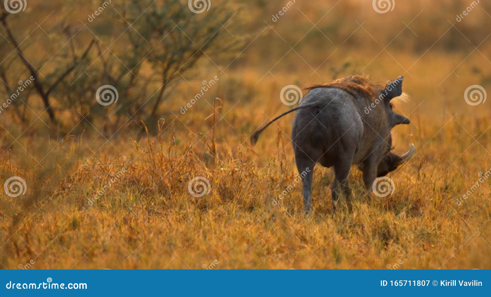 Beautiful Boar in the Wild. Stock Image - Image of nature, summer ...