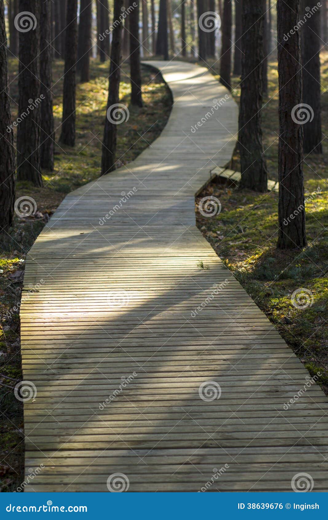 Beautiful Boardwalk in Forest Stock Photo - Image of scenery, boardwalk ...